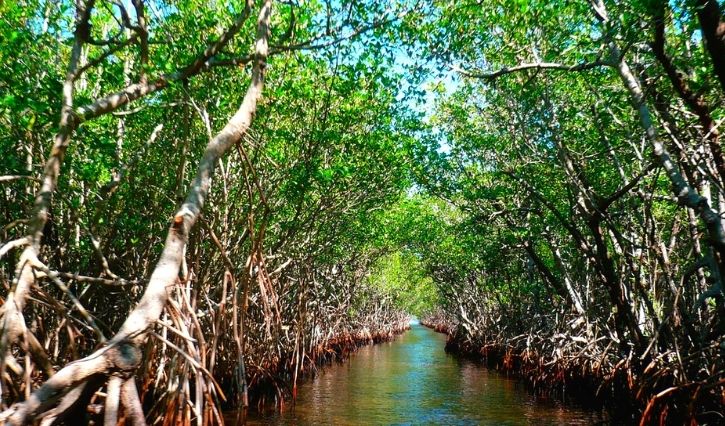 Recorrido por Manglares de Mandinga - Syctravel